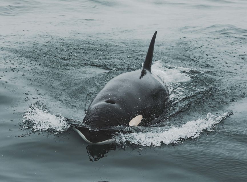 Monterey: Sunset Whale Watching Cruise with A Guide - Key Points
