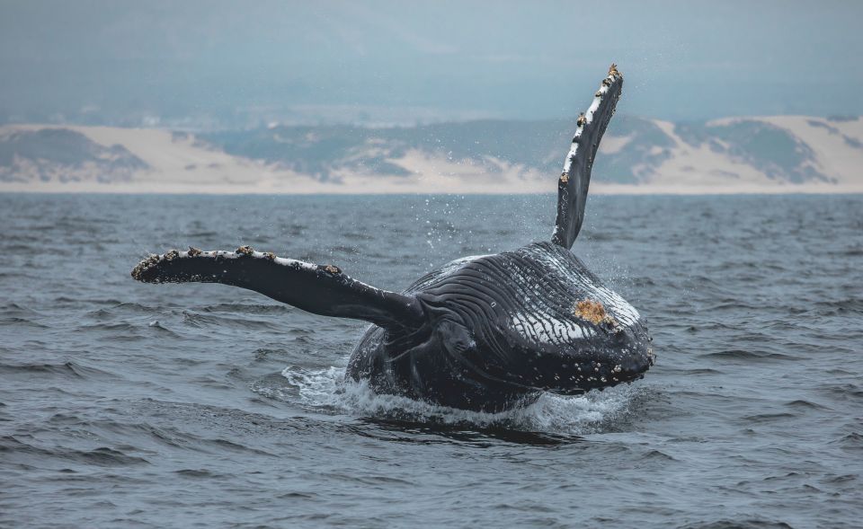 Monterey: Sunset Whale Watching Cruise with A Guide - An In-Depth Look at the Sunset Whale Watching Experience
