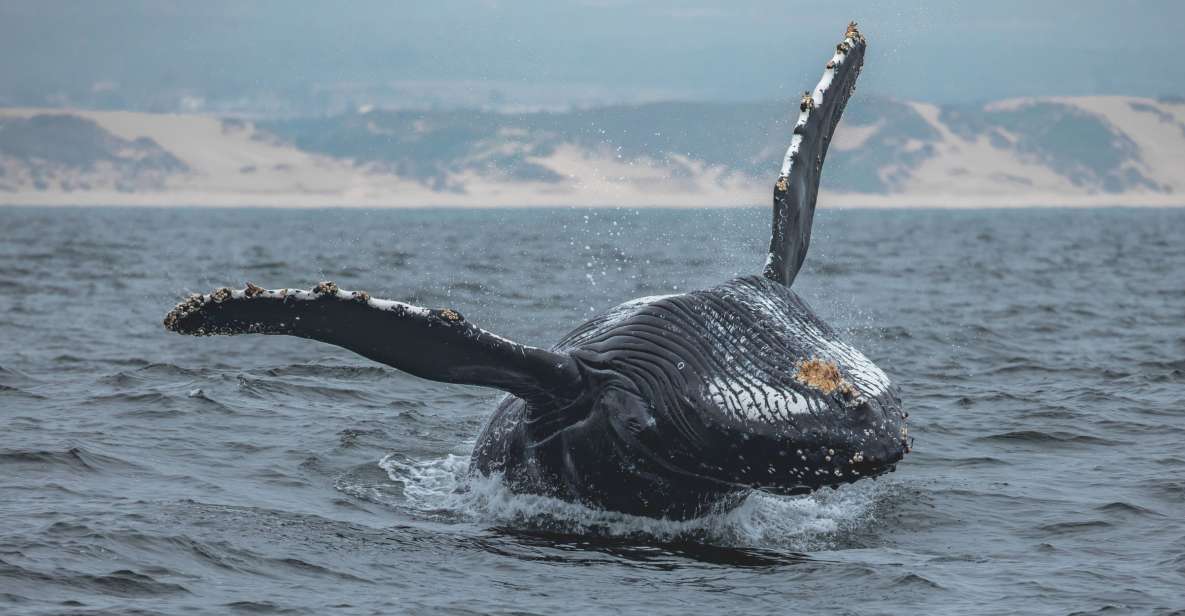 Monterey: Sunset Whale Watching Cruise with A Guide - Authentic Experiences and Reviewer Insights