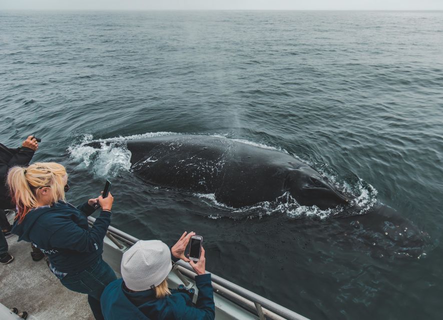 Monterey: Sunset Whale Watching Cruise with A Guide - Final Thoughts: Is It Worth It?