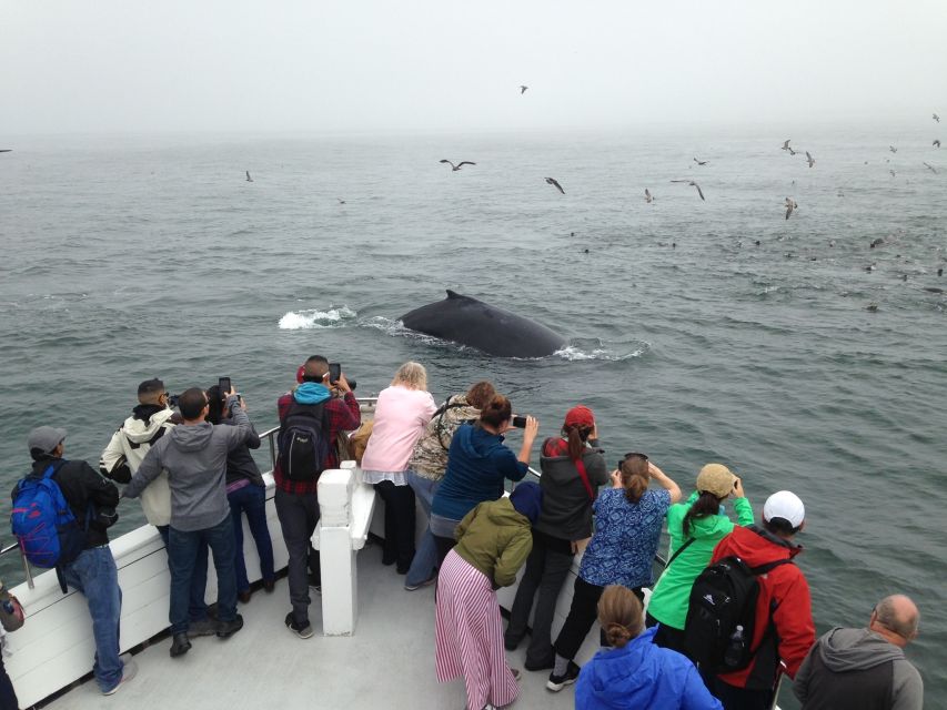 Monterey: Whale Watching Cruise - Introduction
