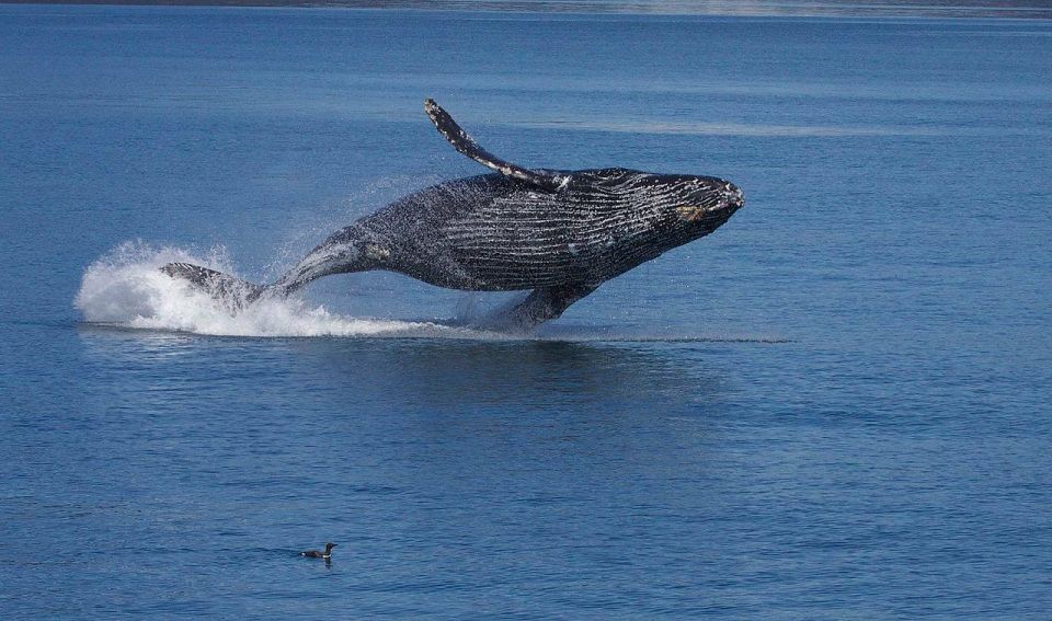 Monterey: Whale Watching Cruise - Key Points