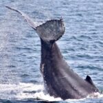 Monterey: Whale Watching Cruise - What To Expect on the Whale-Watching Tour
