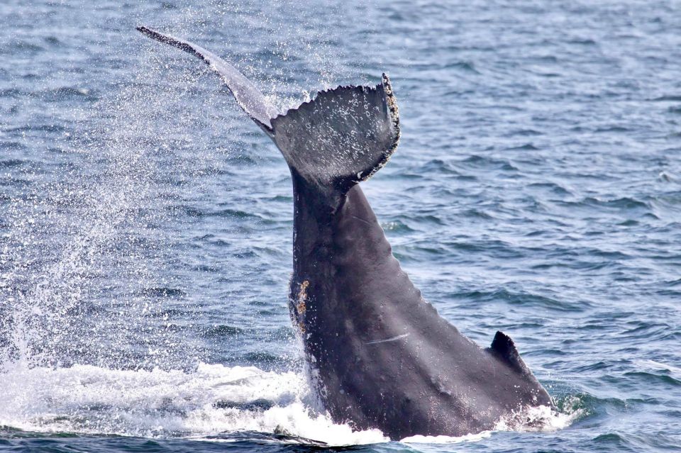 Monterey: Whale Watching Cruise - What To Expect on the Whale-Watching Tour