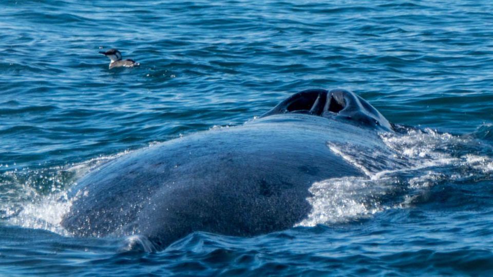 Monterey: Whale Watching Cruise - Value and Practical Considerations