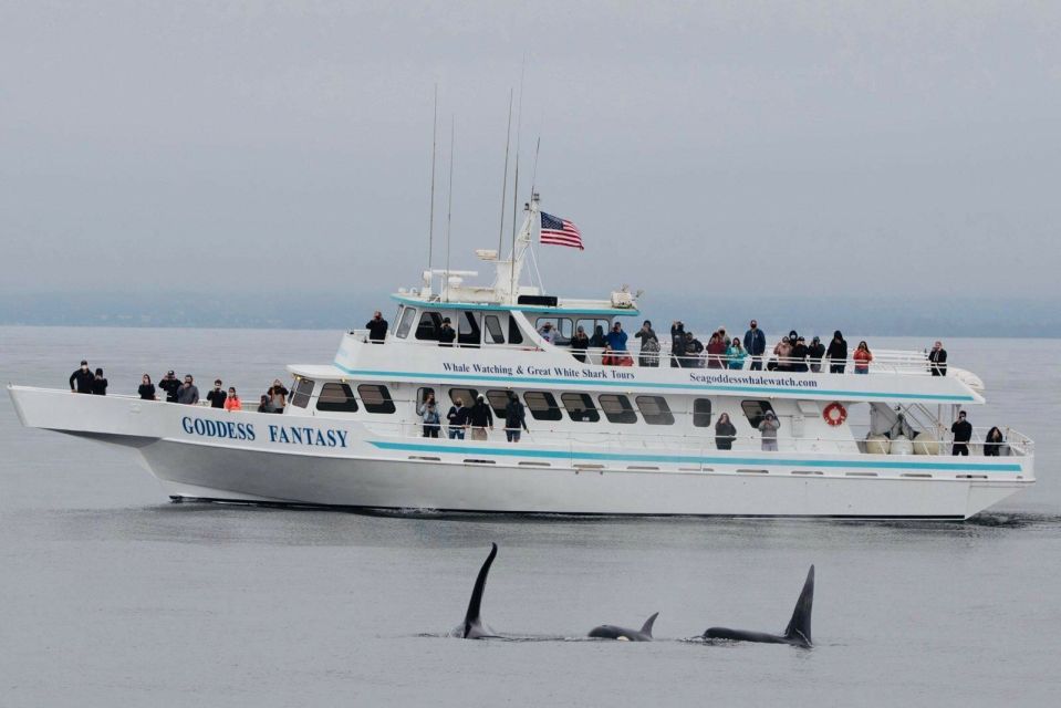 Monterey: Whale Watching Cruise - Real Experiences from Travelers