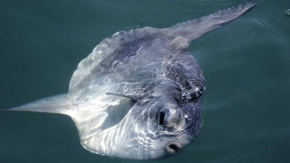 Monterey: Whale Watching Cruise - Who Is This Tour Best For?