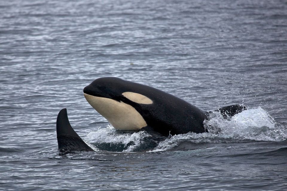 Monterey: Whale Watching Cruise - The Sum Up