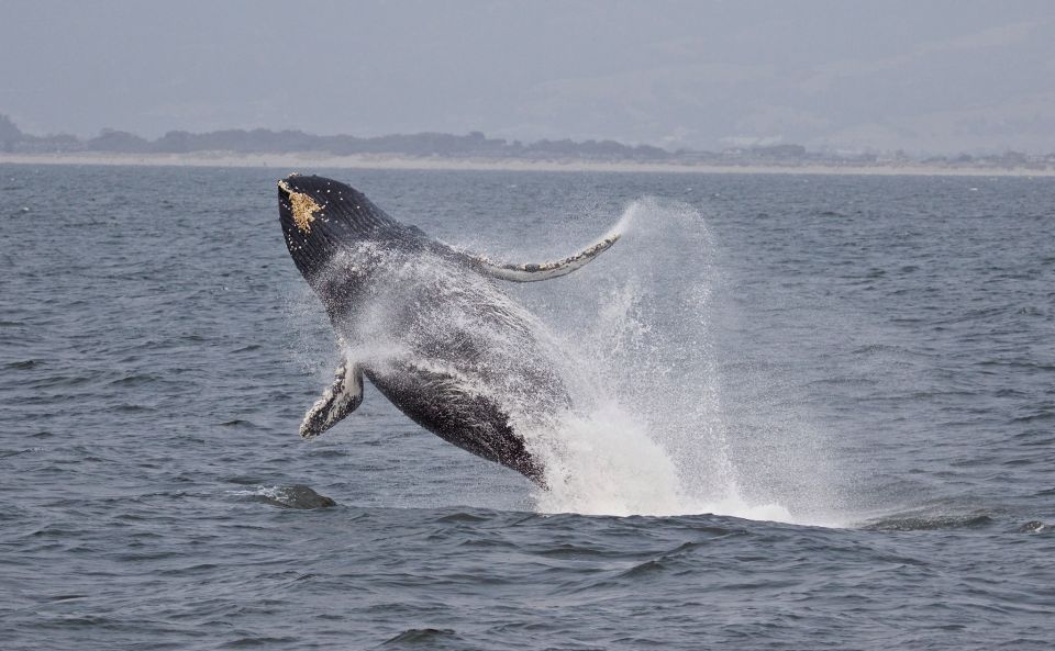 Monterey: Whale Watching Cruise - FAQ