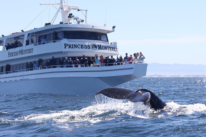 Monterey Whale Watching Tour - Final Thoughts: Is the Monterey Whale Watching Tour for You?