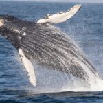 Monterey Whale Watching Tour - Frequently Asked Questions