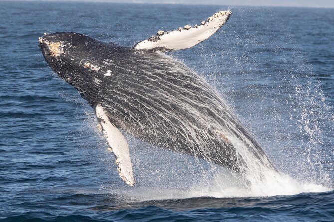 Monterey Whale Watching Tour - Frequently Asked Questions