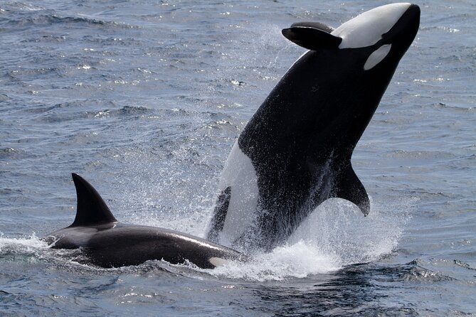 Monterey Whale Watching Tour - To sum it up