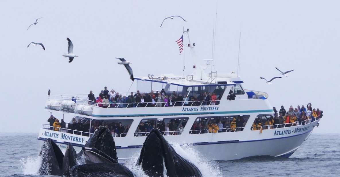 Monterey: Whale Watching Tour with A Marine Guide - Key Points: