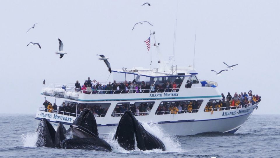 Monterey: Whale Watching Tour with A Marine Guide - Exploring the Monterey Whale Watching Experience