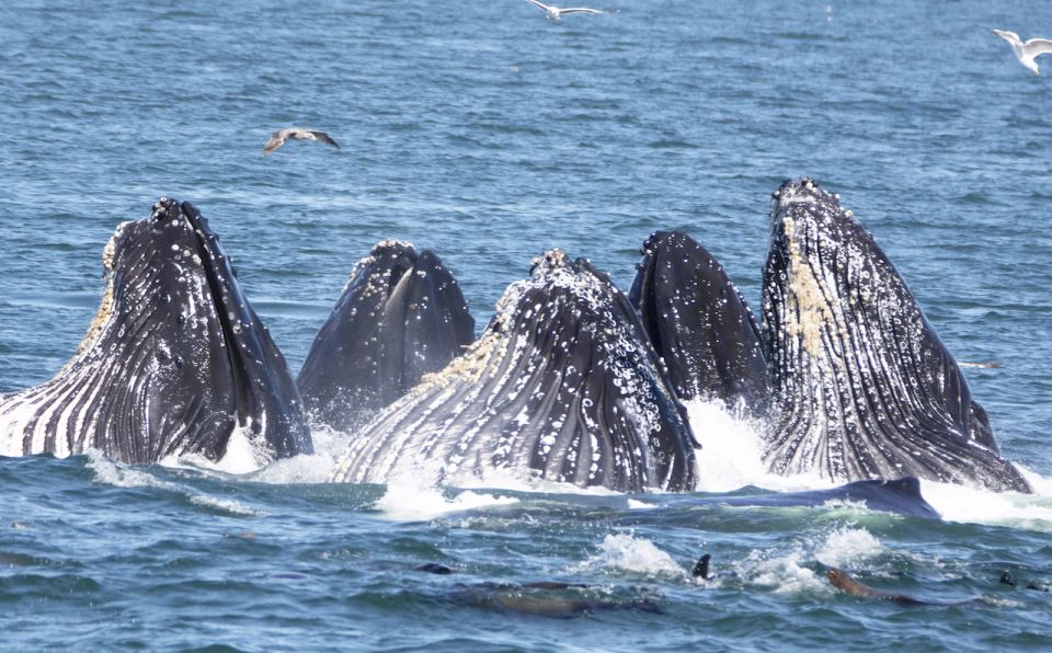 Monterey: Whale Watching Tour with A Marine Guide - Detailed Breakdown of the Marine Journey