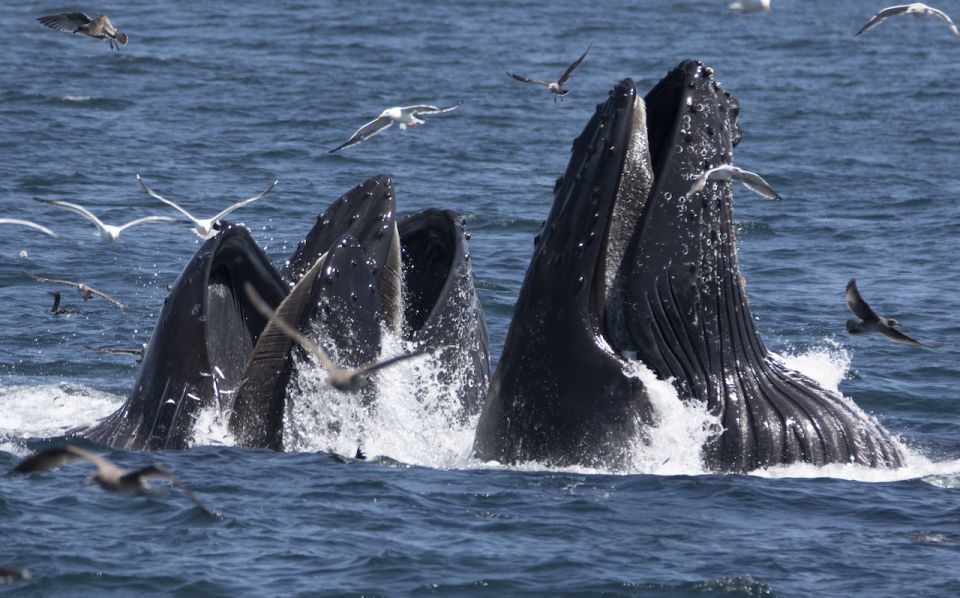 Monterey: Whale Watching Tour with A Marine Guide - The Experience for Different Travelers