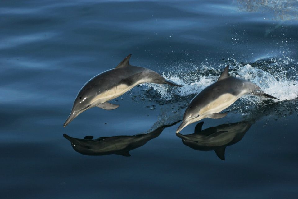 Monterey: Whale Watching Tour with A Marine Guide - Final Thoughts