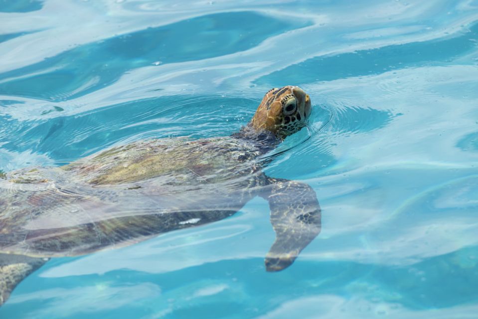 Moorea Highligts: Blue Lagoon Shore Attractions and Lookouts - Why Choose This Tour?