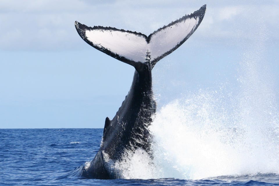 Moorea: Whale watching adventure - An In-Depth Look at the Moorea Whale Watching Experience