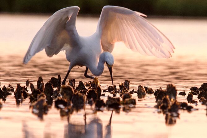 Morning Beaufort River Tour - The Overview: What to Expect on the Beaufort River Tour