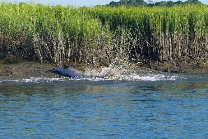 Morning Beaufort River Tour - The Experience of the Guides