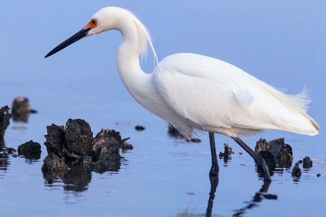 Morning Beaufort River Tour - Timing, Duration, and Group Size