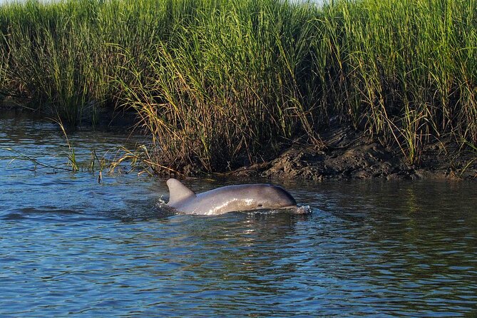Morning Beaufort River Tour - Possible Drawbacks or Considerations