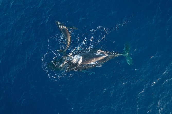 Morning Sail With the Whales Ma'alaea - The Experience in Detail