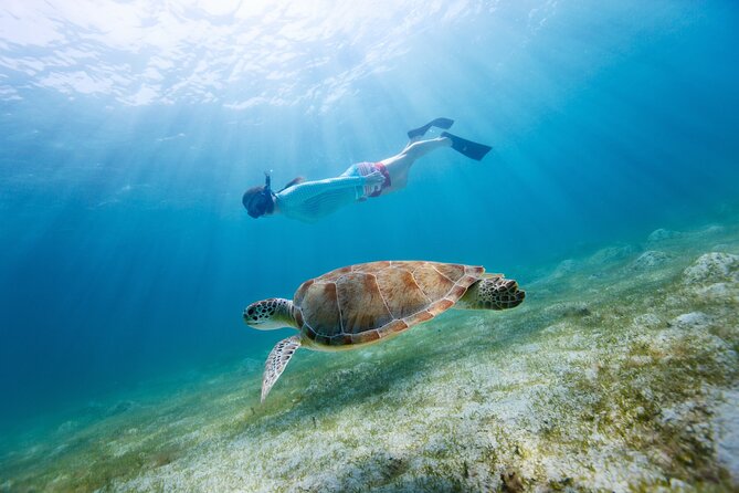 Morning Snorkel & Dolphin Adventure - Who Should Book This Tour?