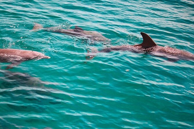 Morning Snorkel & Dolphin Adventure - The Sum Up