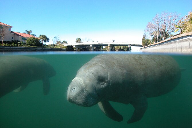 Morning Swim and Snorkel with Manatees-Guided Crystal River Tour - Key Points