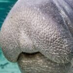 Morning Swim and Snorkel with Manatees-Guided Crystal River Tour - Practical Tips for Travelers
