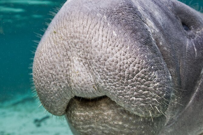 Morning Swim and Snorkel with Manatees-Guided Crystal River Tour - Practical Tips for Travelers