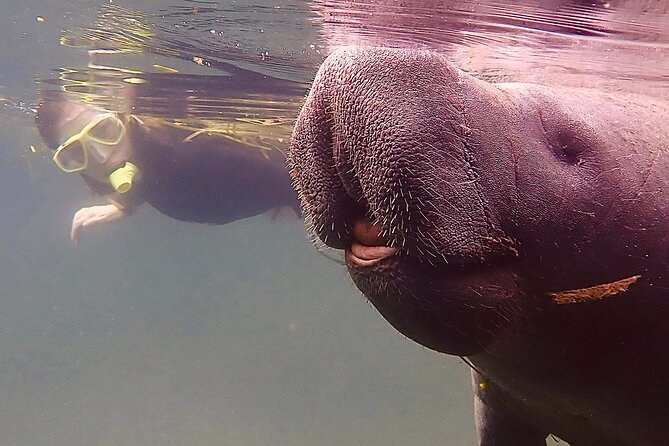 Morning Swim and Snorkel with Manatees-Guided Crystal River Tour - The Bottom Line: Who Should Book This?