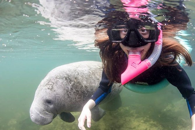 Most Popular 3hr Manatee Swim Tour + In-Water Guide! - What Makes This Tour Stand Out?