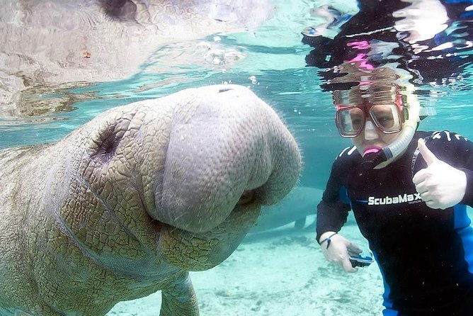 Most Popular 3hr Manatee Swim Tour + In-Water Guide! - The Itinerary: What You Can Expect