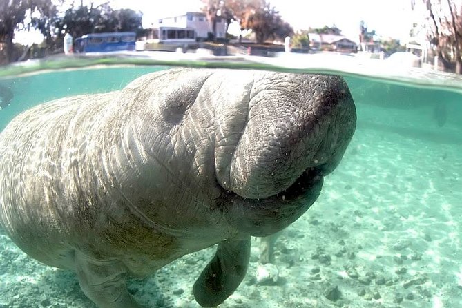 Most Popular 3hr Manatee Swim Tour + In-Water Guide! - Frequently Asked Questions