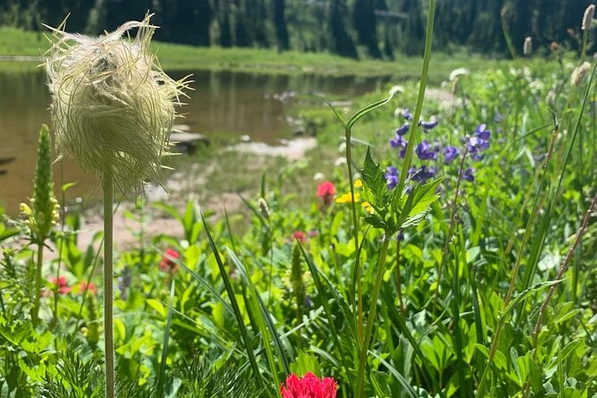 Mount Rainier Full Day Private Tour and Hike - Final Thoughts
