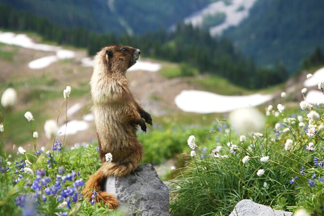 Mount Rainier Full Day Small Group Tour - In-Depth Review: What to Expect on the Mount Rainier Full Day Tour