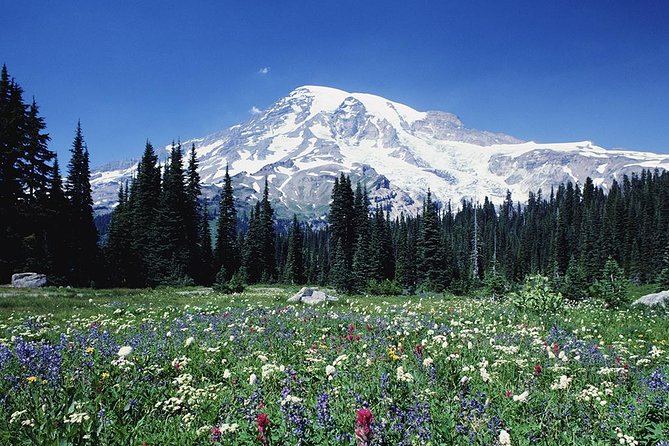Mt. Rainier Day Tour from Seattle - An In-Depth Look at the Tour Experience