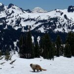 Mt. Rainier Tour and Guided Hike - Practical Details: What This Tour Means for You