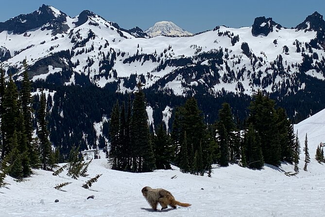 Mt. Rainier Tour and Guided Hike - Practical Details: What This Tour Means for You