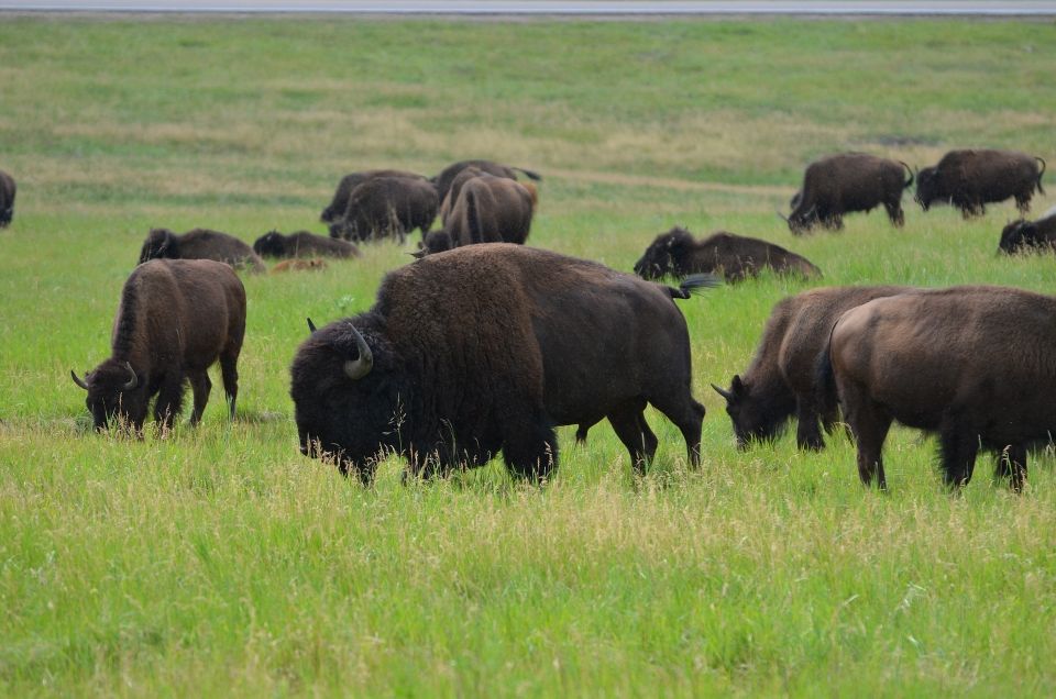 Mt Rushmore, Crazy Horse, Custer State Park Monument Tour - Discovering the Highlights of South Dakota’s Black Hills