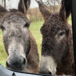 Mt Rushmore, Crazy Horse, Custer State Park Monument Tour - Who Will Love This Tour?