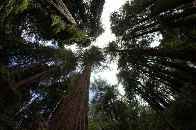 Muir Woods and Sausalito Afternoon Tour Small-Group Half-Day - Exploring the Itinerary in Detail
