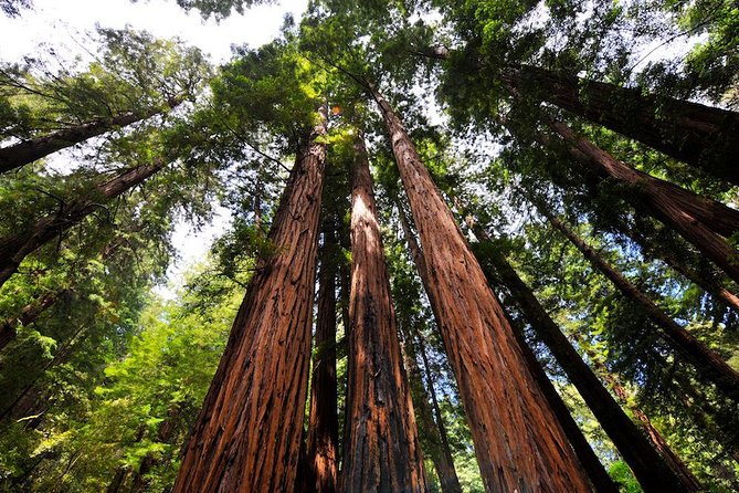Muir Woods and Sausalito Afternoon Tour Small-Group Half-Day - Transportation and Group Size