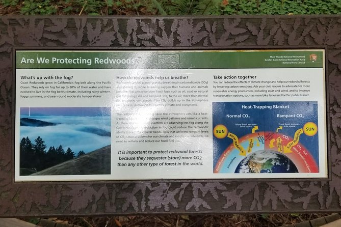Muir Woods and Sausalito Afternoon Tour Small-Group Half-Day - The Sum Up