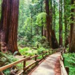 Muir Woods and Sausalito + Ferry, Alcatraz Night Tour & Aquarium Access - Introduction: What You Can Expect from This Tour