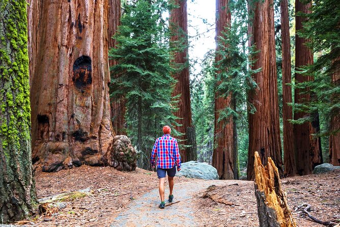 Muir Woods and Sausalito Half Day Tour - An In-Depth Look at the Muir Woods and Sausalito Half Day Tour